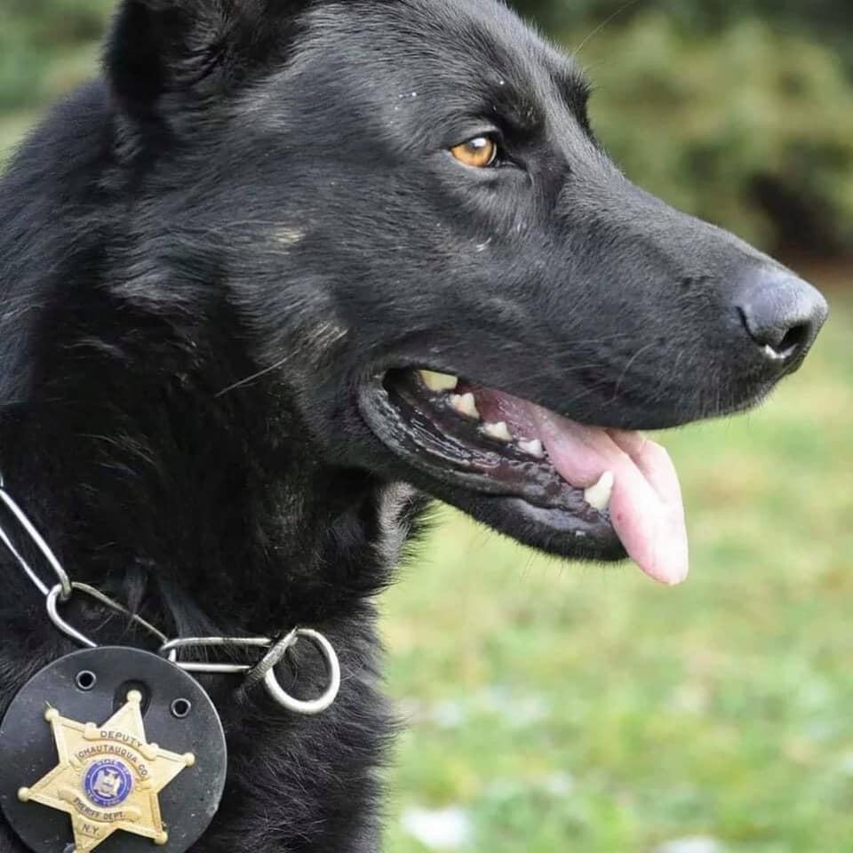 Sheriff's Office mourns loss of K9 Drago | Chautauqua Today