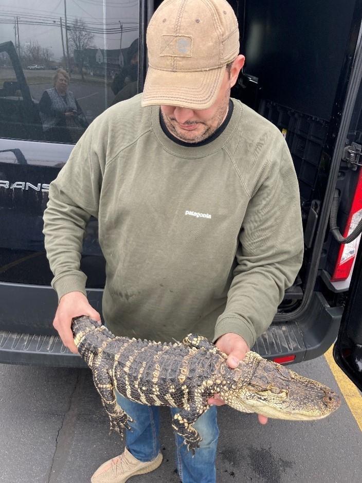 Investigation into illegal alligator has Chautauqua County connection ...
