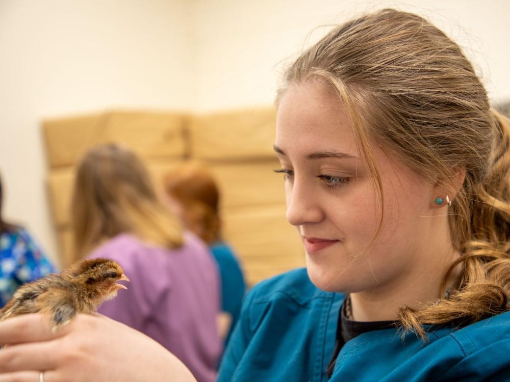 Chicks Hatched in BOCES Hewes Small Animal Science Program | Chautauqua ...